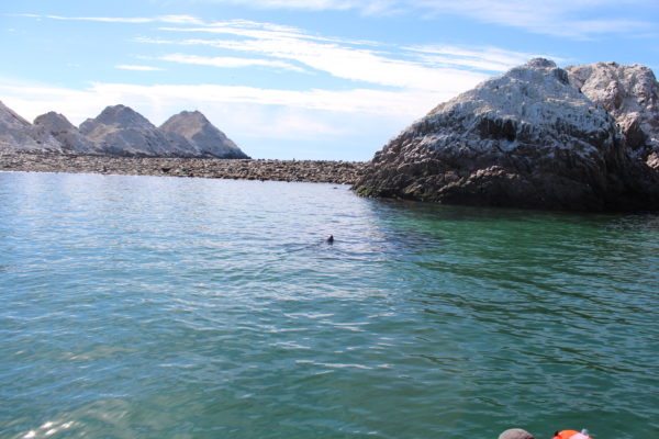 BIRD ISLAND TOUR - Rocky Point Bird Island Tour