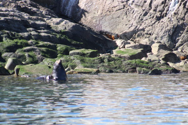BIRD ISLAND TOUR - Rocky Point Bird Island Tour